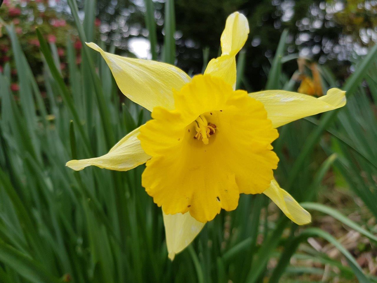 Le printemps dans le jardin